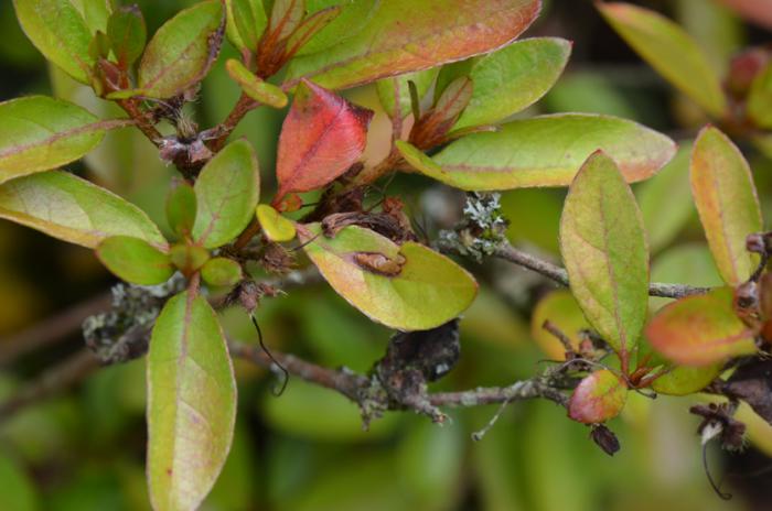 Caloptilia azaleella (Brants, 1913) | Werkgroep Bladmineerders