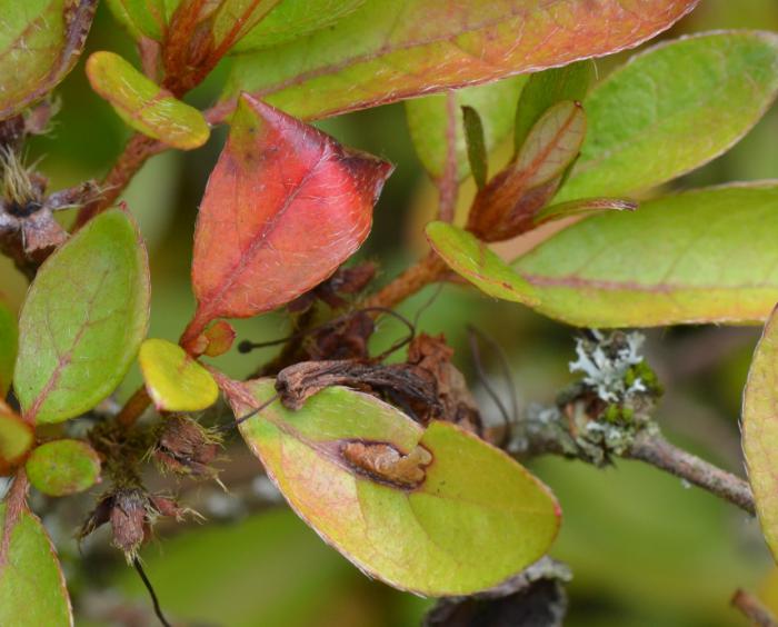 Caloptilia azaleella (Brants, 1913) | Werkgroep Bladmineerders