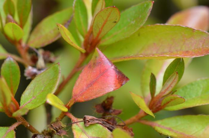 Caloptilia azaleella (Brants, 1913) | Werkgroep Bladmineerders
