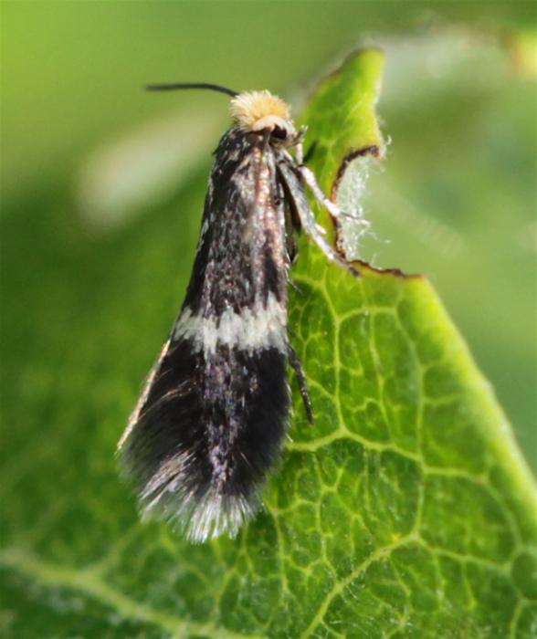 Stigmella tityrella (Stainton, 1854) | Werkgroep Bladmineerders