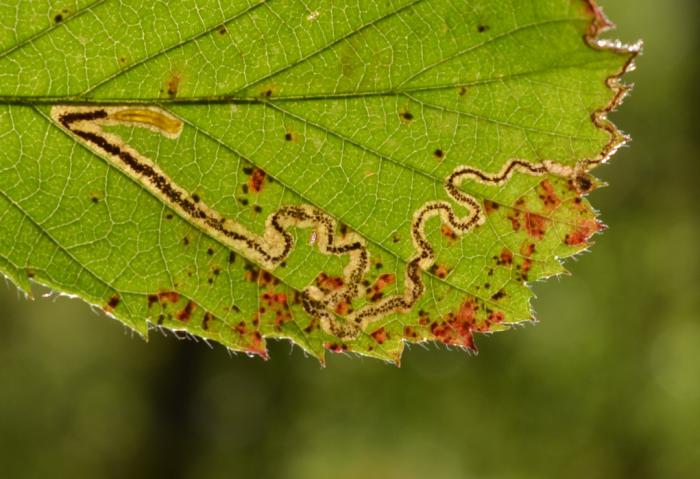 Stigmella aurella (Fabricius, 1775) | Werkgroep Bladmineerders
