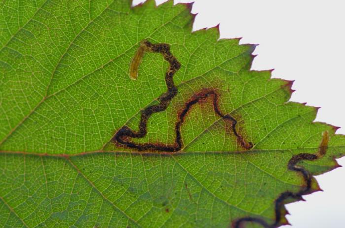 Stigmella aurella (Fabricius, 1775) | Werkgroep Bladmineerders