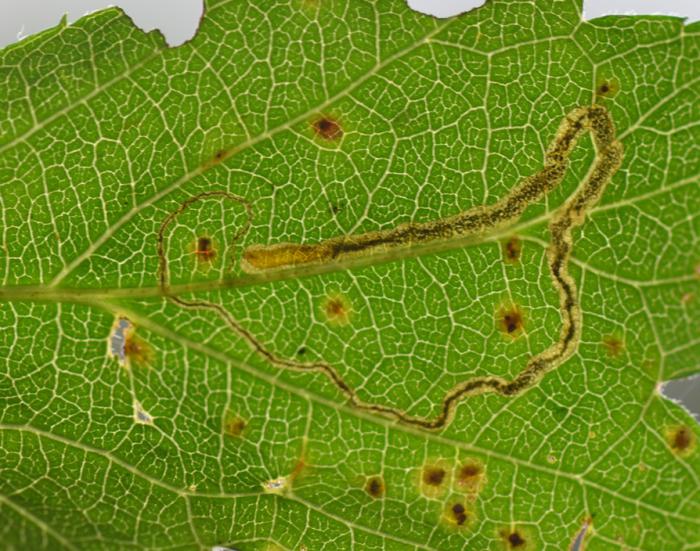 Stigmella aurella (Fabricius, 1775) | Werkgroep Bladmineerders