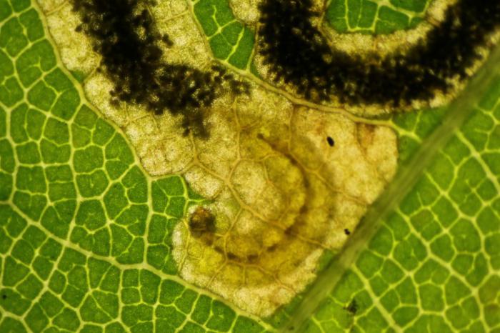 Stigmella tityrella (Stainton, 1854) | Werkgroep Bladmineerders