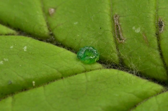 Stigmella ulmivora (Fologne, 1860) | Werkgroep Bladmineerders