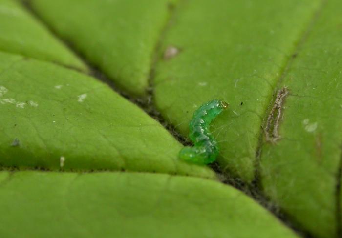 Stigmella ulmivora (Fologne, 1860) | Werkgroep Bladmineerders