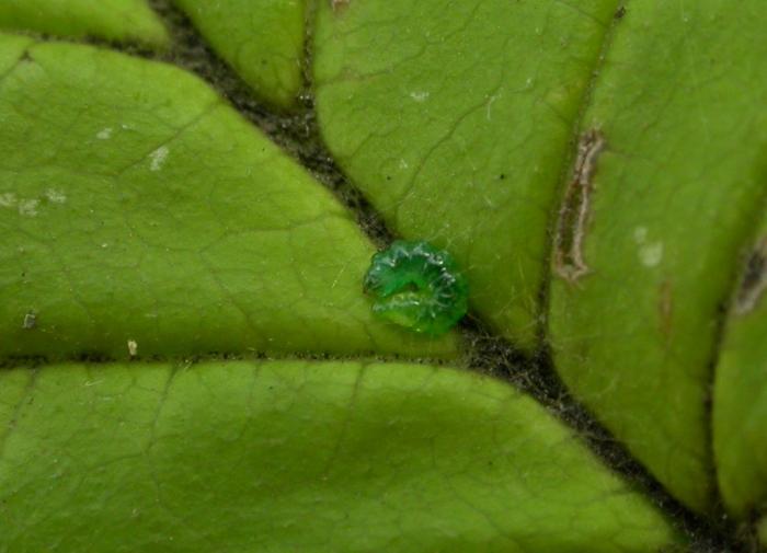 Stigmella ulmivora (Fologne, 1860) | Werkgroep Bladmineerders